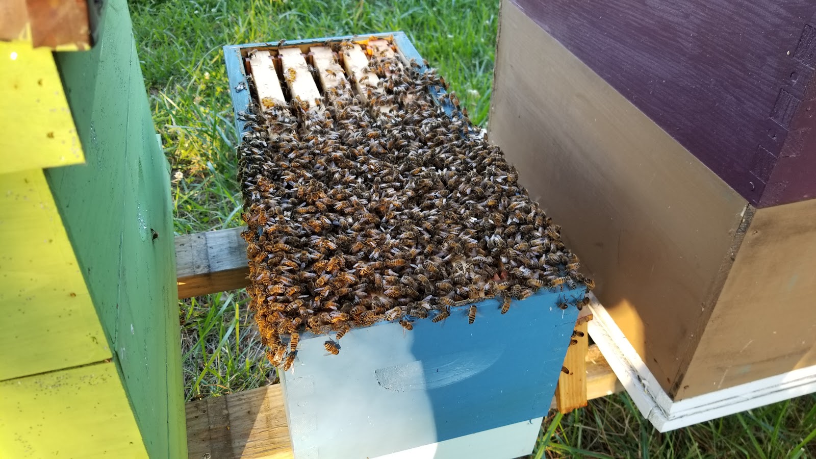 Victory Garden Apiary | Visit Somerset County